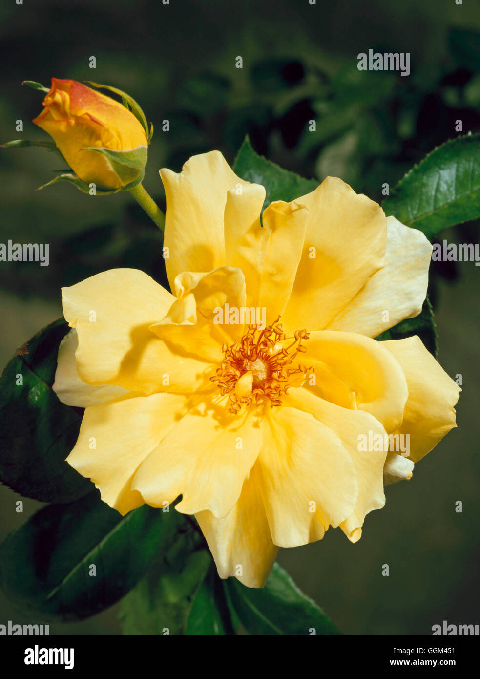 Rosa - `Golden Showers' AGM (Climber) RCL073876 Stock Photo - Alamy